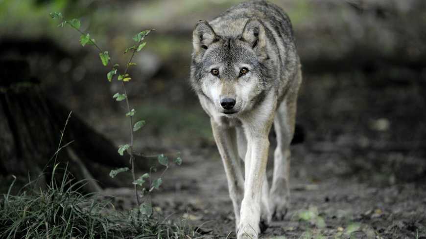 Le loup et l'homme - Un conte de Grimm - Cultivonsnous.fr