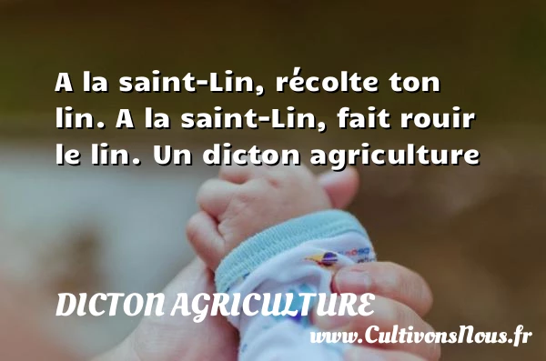 A la saint-Lin, récolte ton lin. A la saint-Lin, fait rouir le lin. Un ...